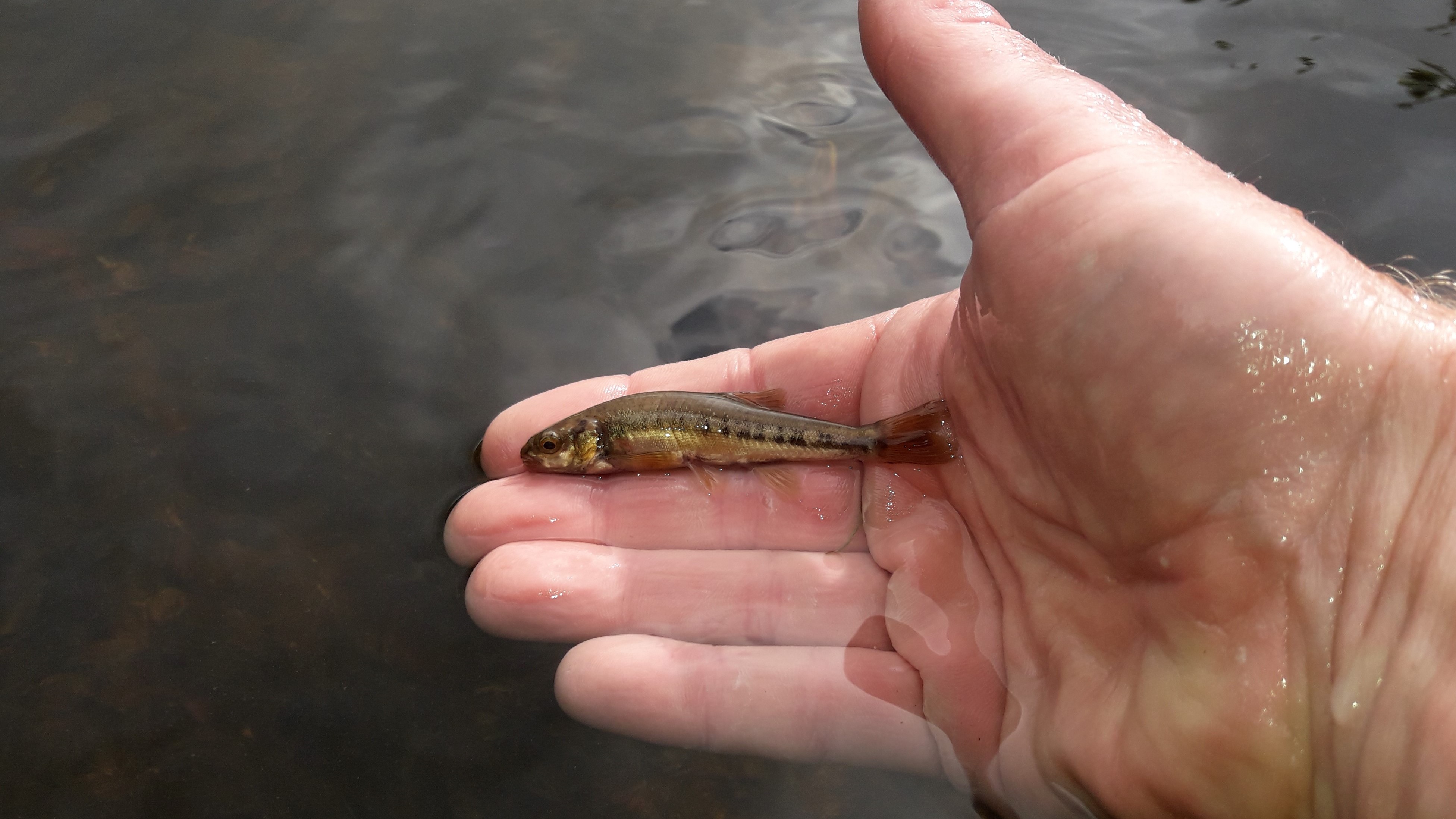 research_species_minnow-liffey-2021.jpg | Inland Fisheries Ireland